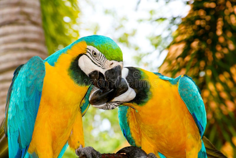 416 Parrots Kiss Stock Photos - Free & Royalty-Free Stock Photos from ...