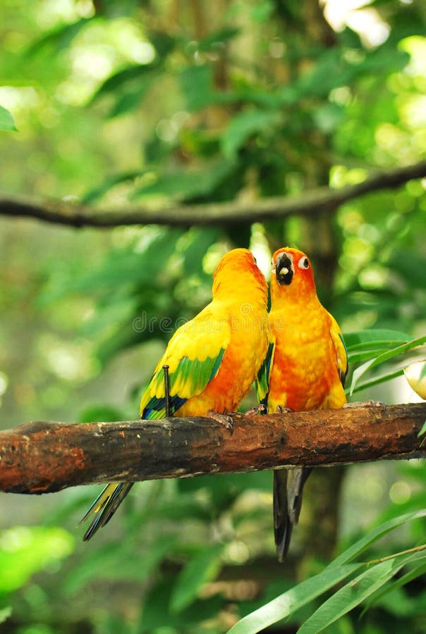 Two Parrots stock image. Image of amazon, forest, cackle - 27901605