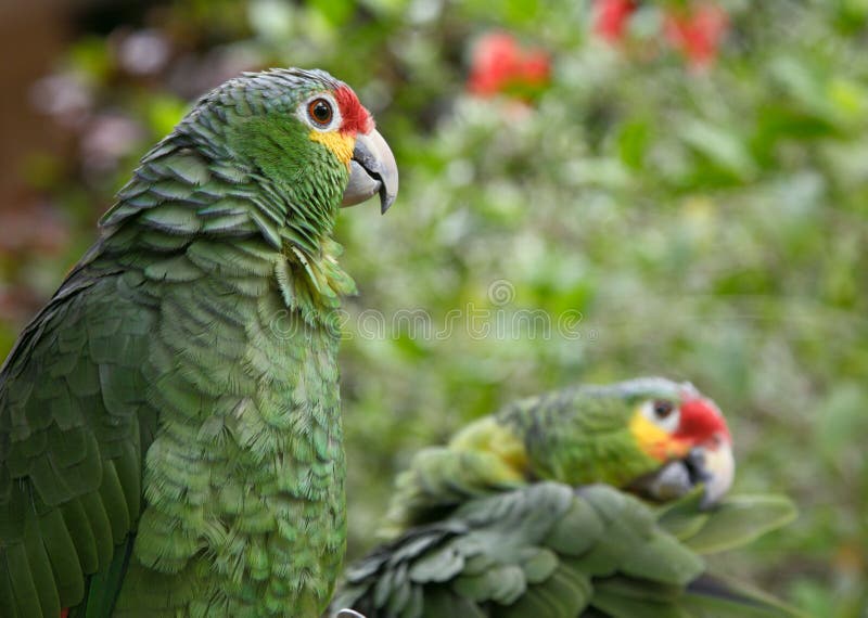 Two parrots stock image. Image of green, bird, blue, feather - 4741819