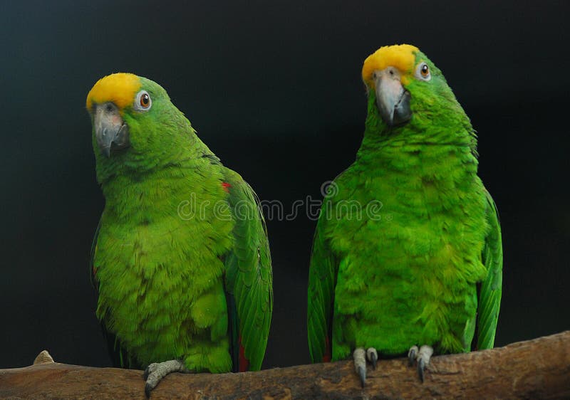 Two Parrots stock photo. Image of balanced, parrots, maui - 163518