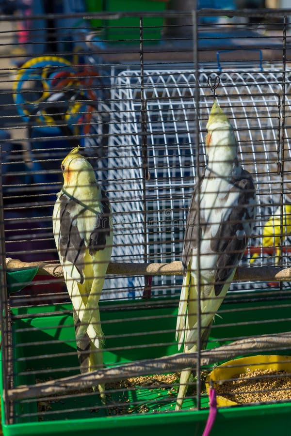 Two parrots in a cage. stock image. Image of beautiful - 192035249