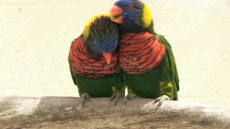 Two Red Parrots Cleaning Each Other and French Kissing. Stock Footage ...