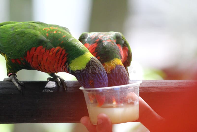 Two Parrots Drinking Juice from a Cup Stock Photo - Image of juice ...