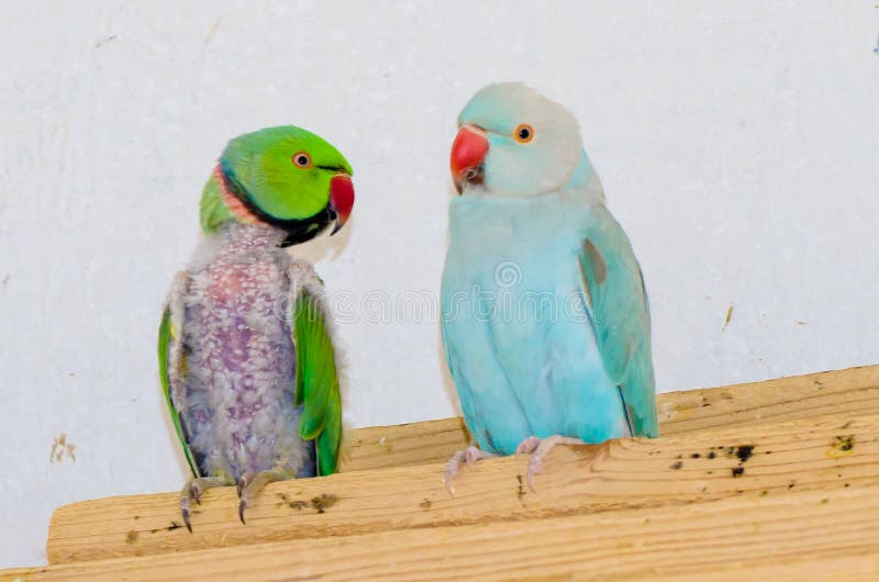 Two parrots stock image. Image of exotic, together, colorful - 40977527