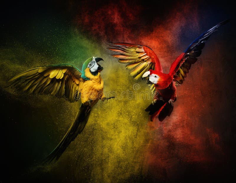 Two parrots fighting stock photo. Image of conflict, explode - 46753496