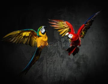 Two parrots fighting stock photo. Image of beak, bird - 46754136