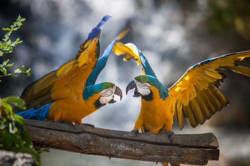 Parrots stock photo. Image of animal, parrots, head, close - 78350636