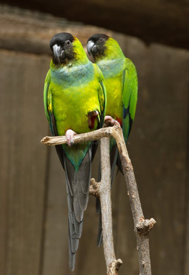 Two parrots. stock image. Image of sitting, green, bird - 69103521