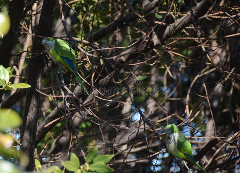 Two Parrots are Hidding on a Tree in Rome Stock Photo - Image of hidden ...