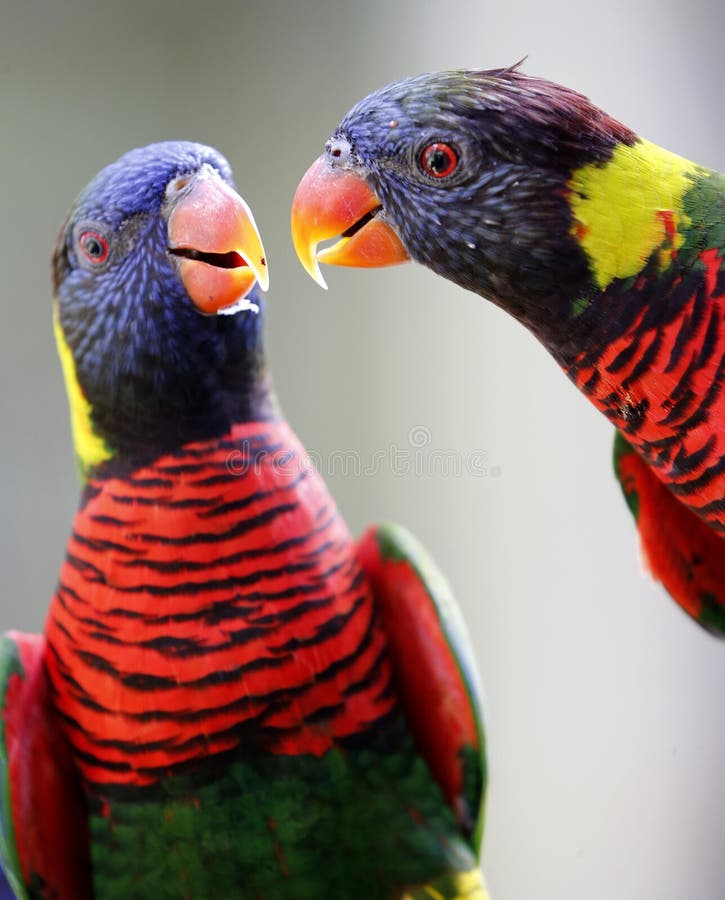 Two Parrots in Kuala Lumpur Bird Park Stock Image - Image of parrots ...