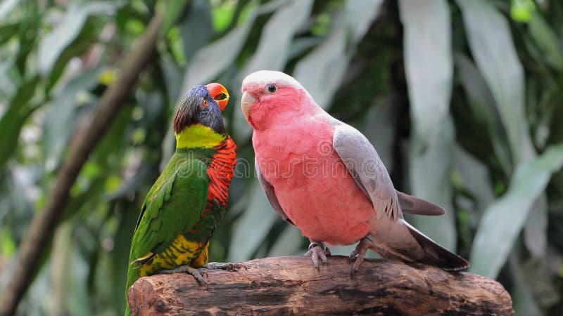 Two parrots stock image. Image of scarlet, pair, tail - 97613905