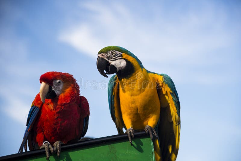 Two parrots stock image. Image of beautiful, blue, macaw - 53936215