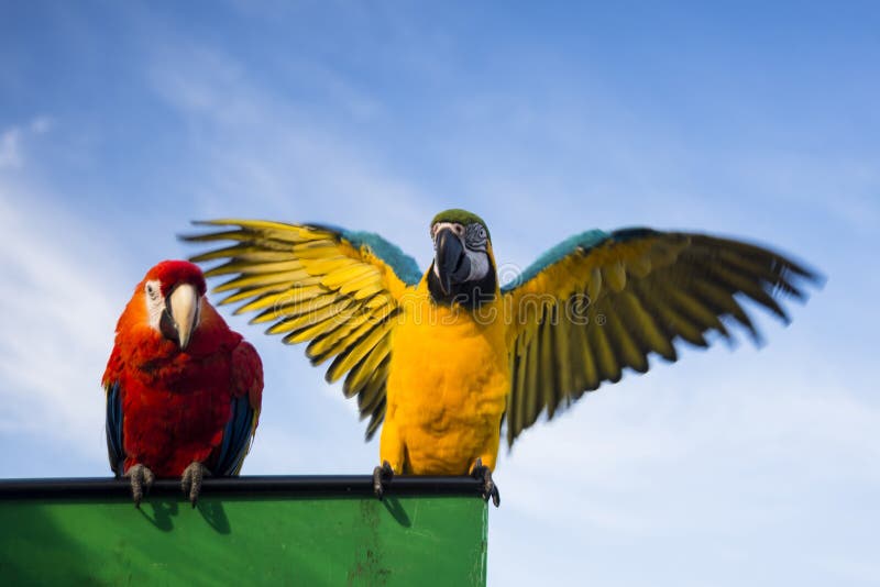 Two parrots stock photo. Image of white, blue, amazon - 53936518
