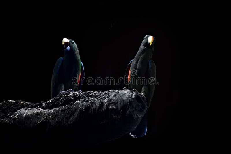 Two Parrots from the Moscow Zoo Stock Image - Image of color, talking ...