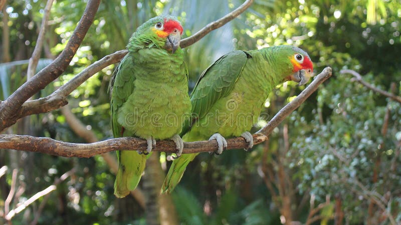 Two parrots stock image. Image of scarlet, pair, tail - 97613905