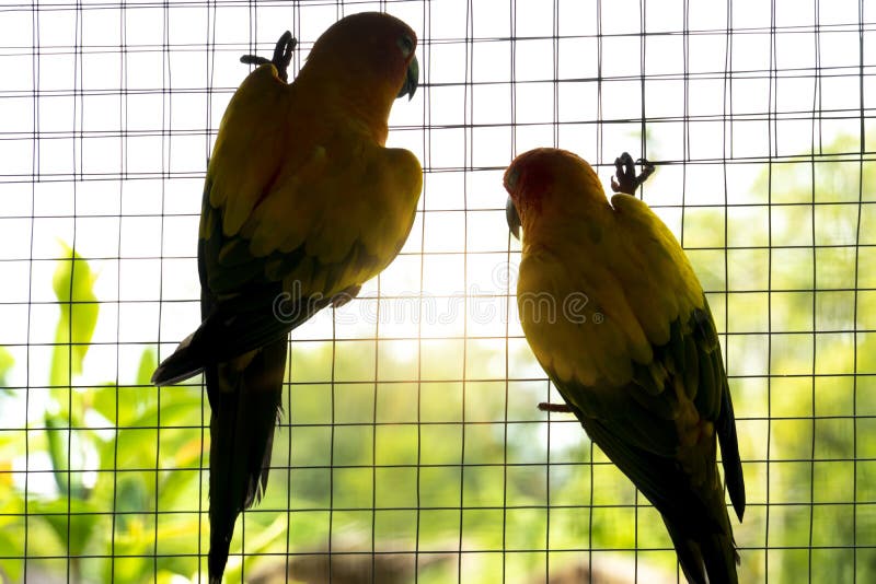 Parrots on perch stock photo. Image of america, profile - 3120362