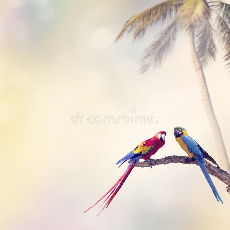 Parrots on perch stock photo. Image of america, profile - 3120362