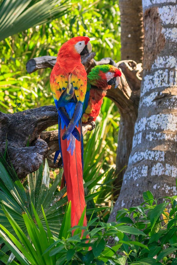 Two Parrots are Perched on a Tree Branch Stock Image - Image of wing ...