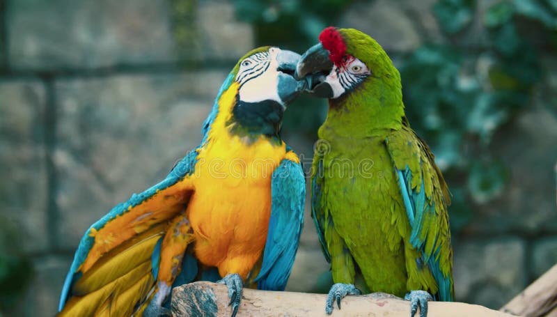 Two Parrots Playing Each Other Stock Image - Image of budgie, playing ...