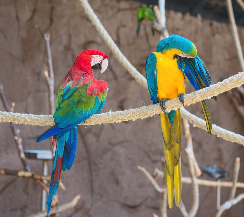 Two parrots. stock image. Image of branch, outdoor, feathers - 46440173