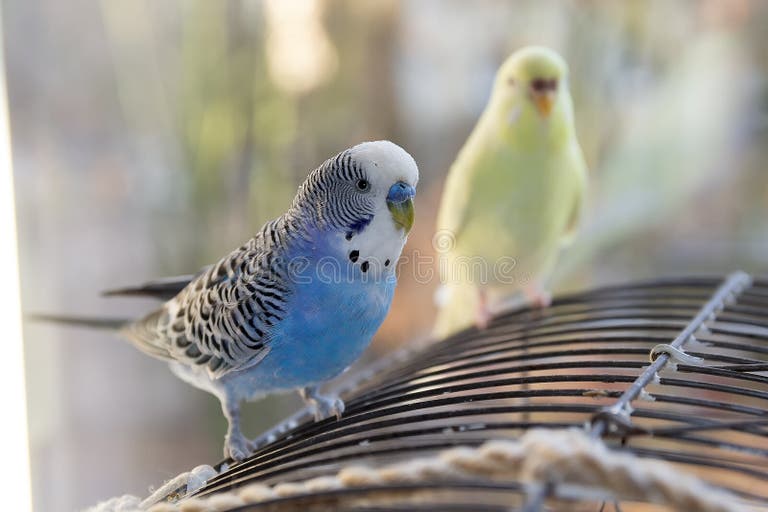 Free Parrots Needing Home Stock Photos - Free & Royalty-Free Stock ...