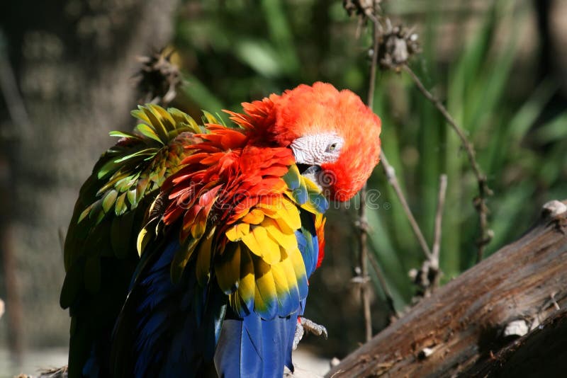 Two Parrots Sleeping Picture. Image: 1450315