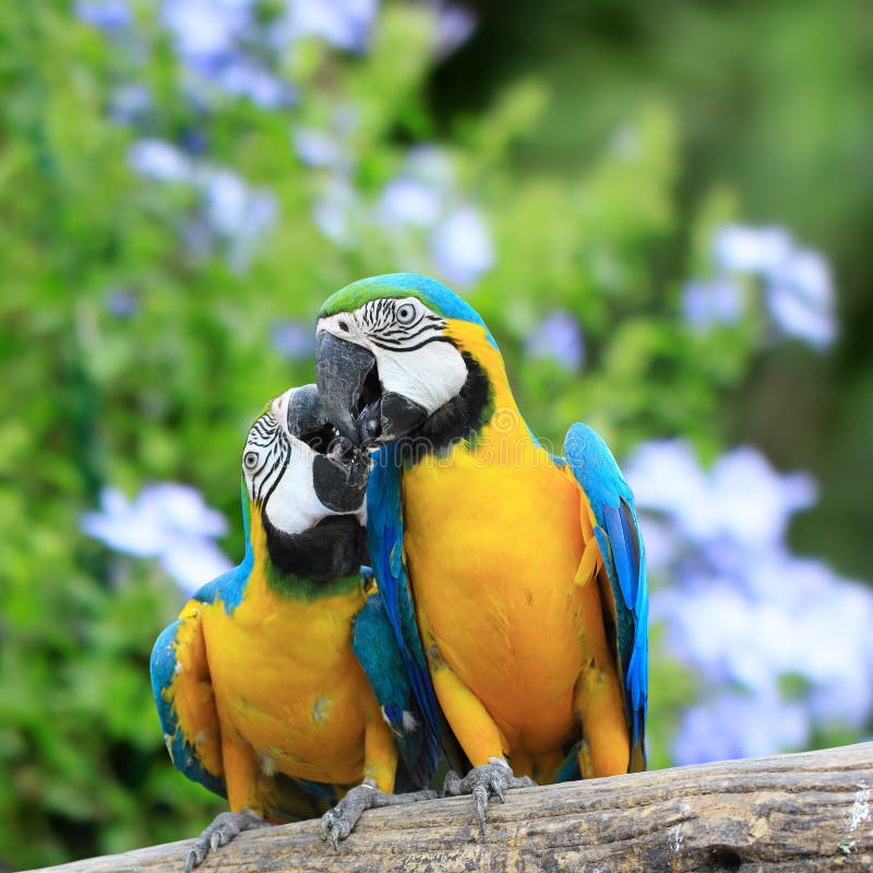 Two parrots together. stock image. Image of blue, beak - 21444787