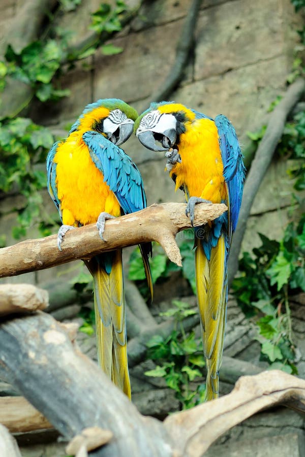 Two parrots together. stock image. Image of color, forest - 21444787