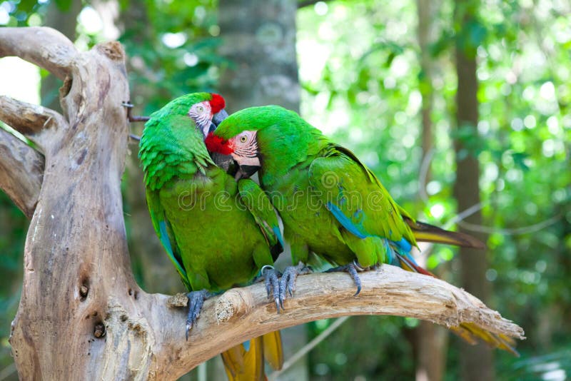 Two parrots on a tree stock photo. Image of leafs, interacting - 27821964