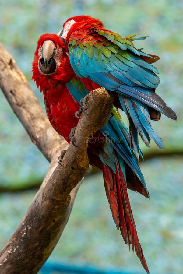 Two Parrots are in the Tree Stock Image - Image of yellow, green: 255015151