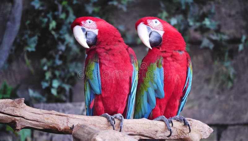 Two Parrots in Tree ( Love Birds) Stock Photo - Image of tree, parrots ...