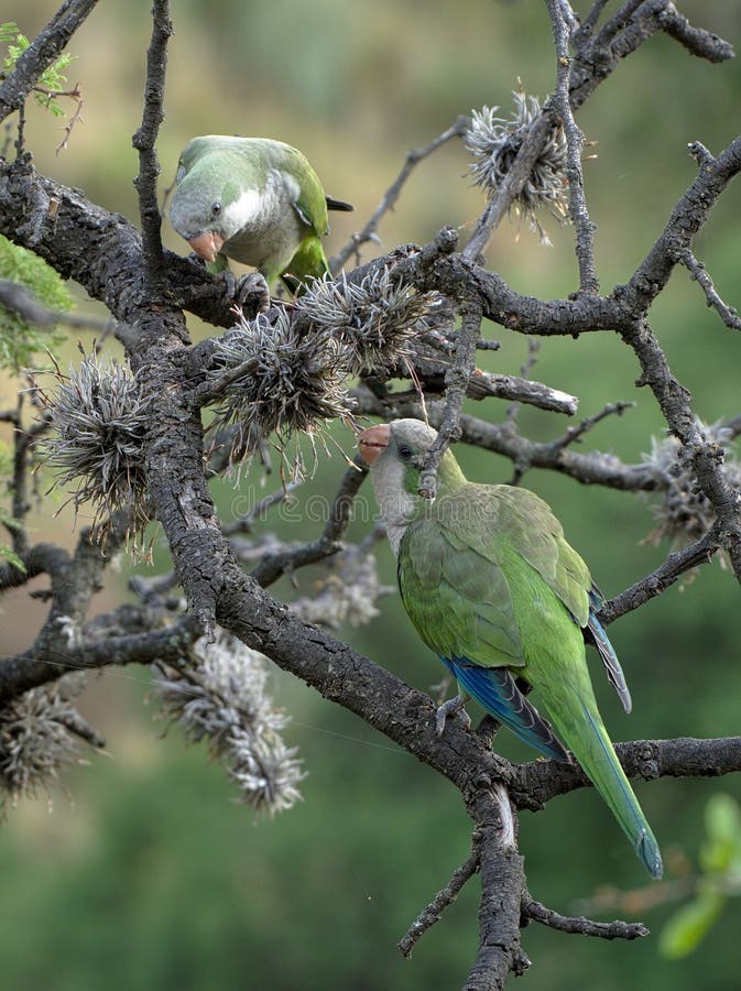 Merlo Parrots Stock Photos - Free & Royalty-Free Stock Photos from ...
