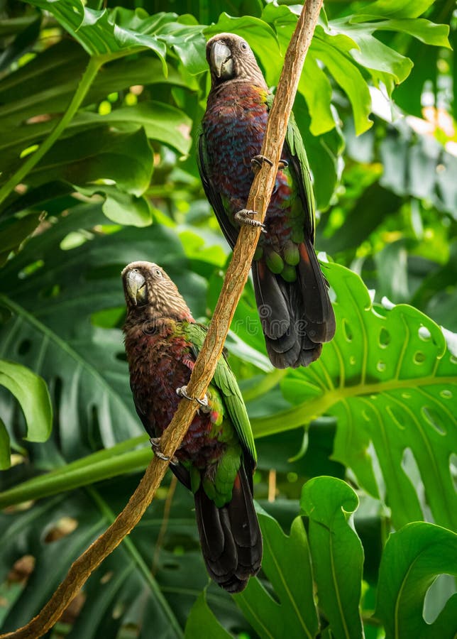 Two Parrots on a Vine in a Jungle Stock Photo - Image of cling ...