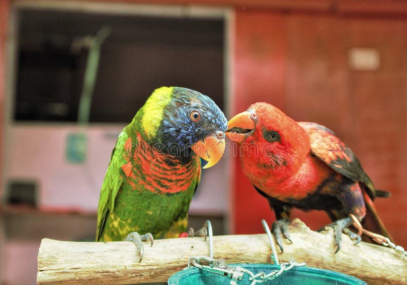 Two Parrots Were Playing Happily Stock Photo - Image of playing ...