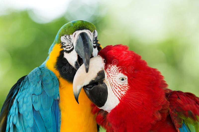 Two Yellow Parrots stock image. Image of avian, animal - 7892495
