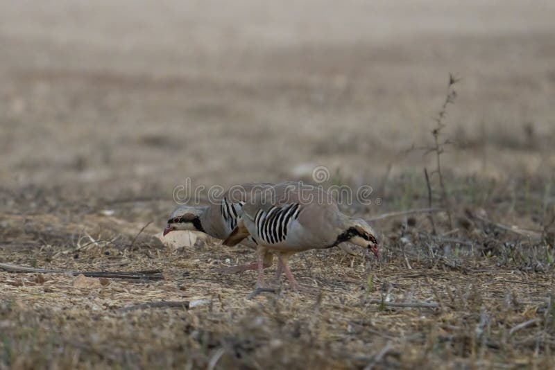 Two Partridges at Dawn stock photo. Image of dawn, habitat - 258157864