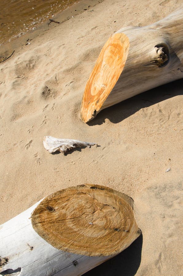 Sawn Log on the Sand. a Cut of a Tree. Stock Image - Image of ocean ...