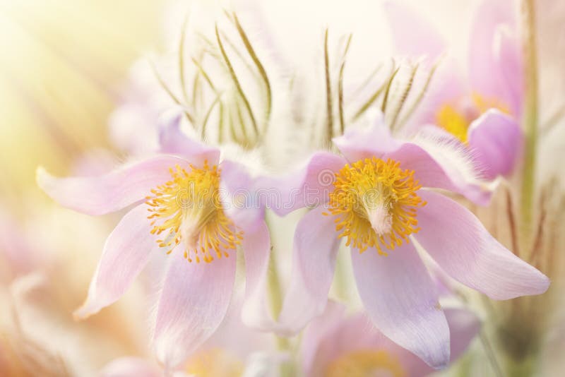 Two Pasque Flower Blossoms in Spring Stock Photo - Image of flower ...
