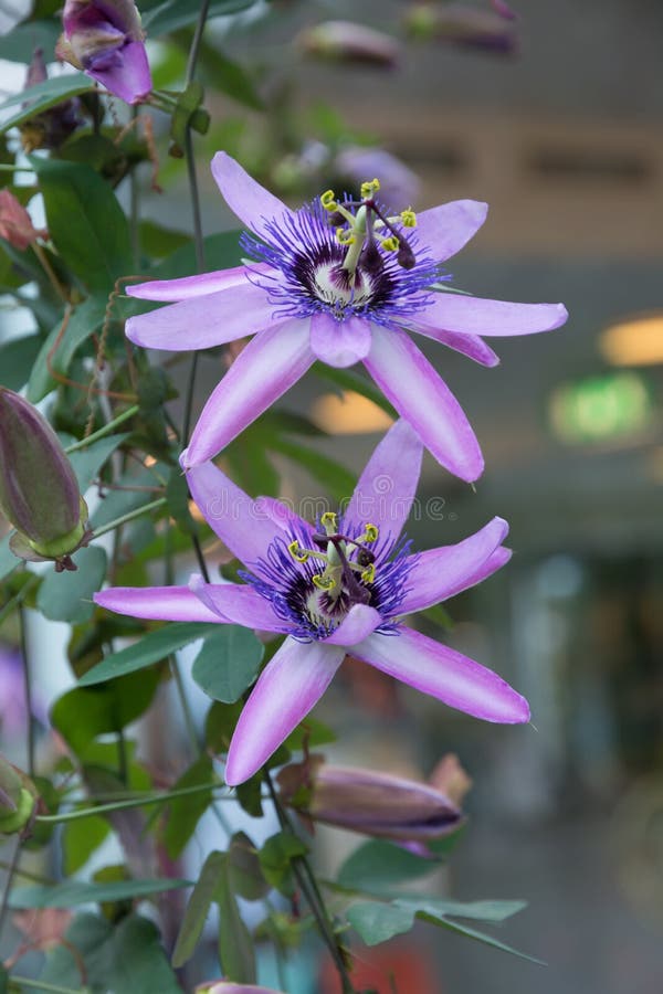 Two passion flowers stock image. Image of natural, blue - 42994001