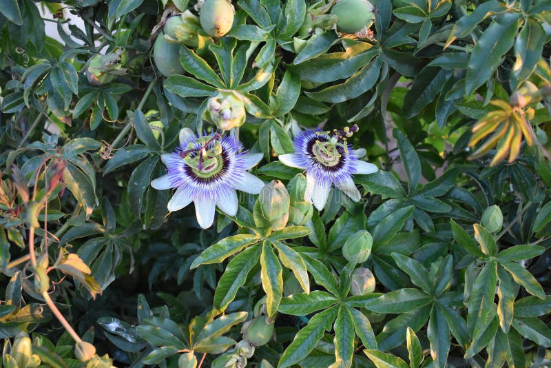Two Passion Flowers in the Passion Flower Tree Stock Image - Image of ...