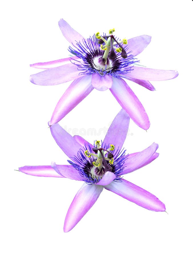 Two passion flowers stock photo. Image of color, petals - 51045578