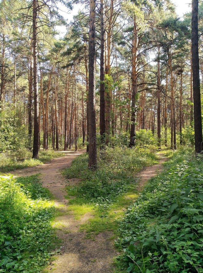 Two Paths in a Beautiful Summer Pine Forest Stock Photo - Image of ...