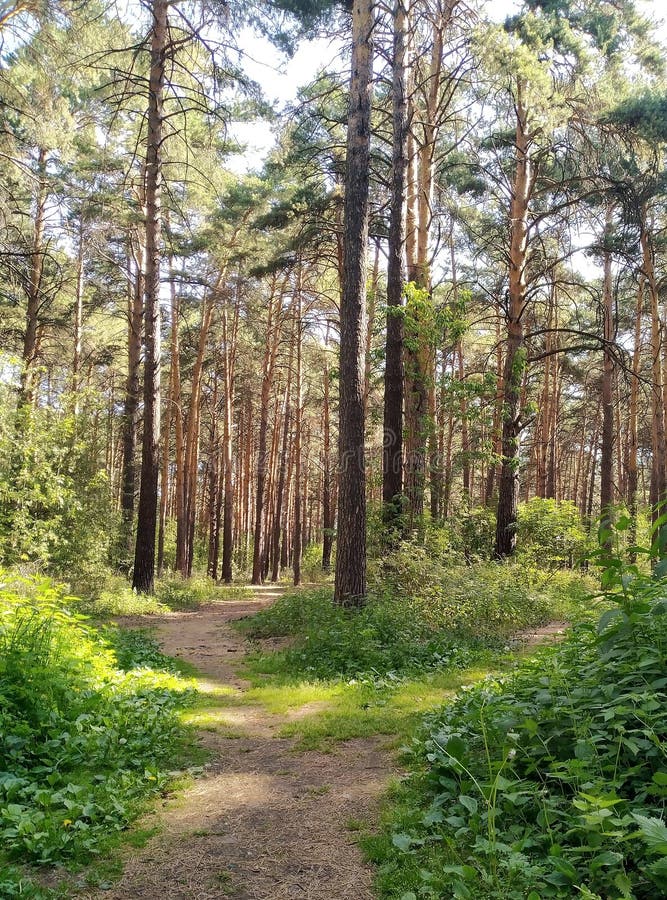 Two Paths in a Beautiful Summer Pine Forest Stock Photo - Image of ...