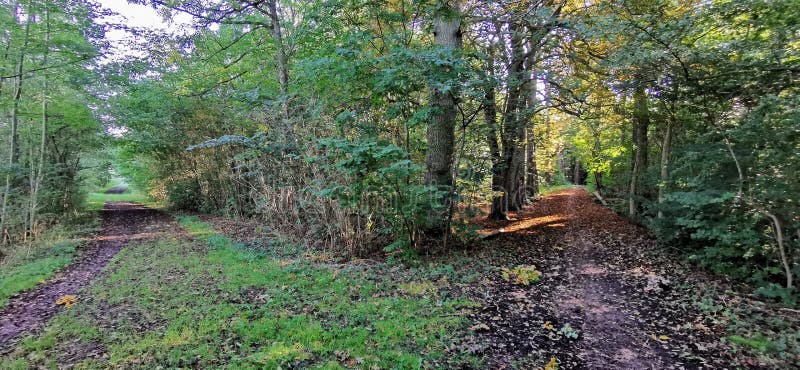 Two Paths Two Completly Different Vibes Stock Photo - Image of flower ...