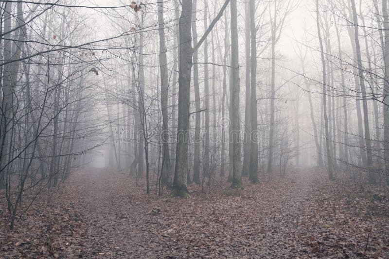 Fog in autumn forest stock photo. Image of winter, park - 215584974