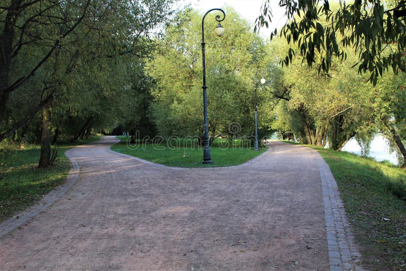 Two paths in the forest stock photo. Image of scenery - 178658482