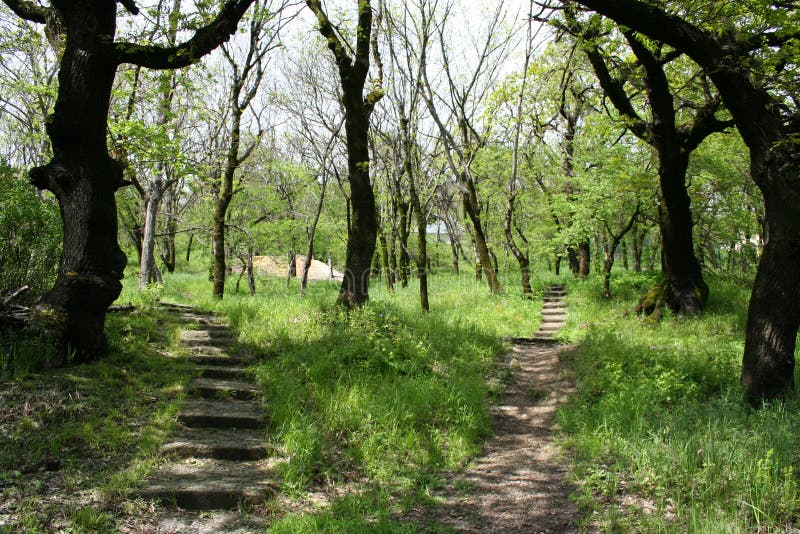 Two Paths Lead To Different Directions Stock Image - Image of direction ...