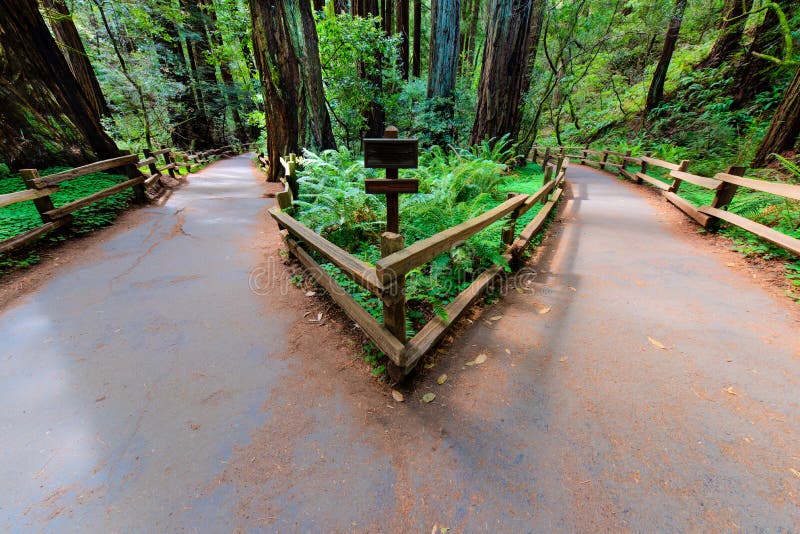 Two Paths Lead To Different Directions Stock Image - Image of direction ...
