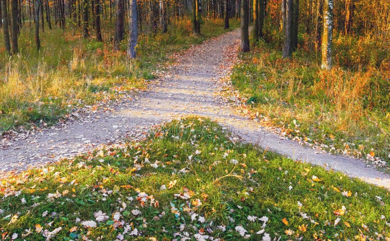 Two Paths Merged into One in the Autumn Park in the Rays of the Setting ...