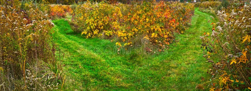 Two Paths Panorama stock image. Image of meadow, fall - 38196085